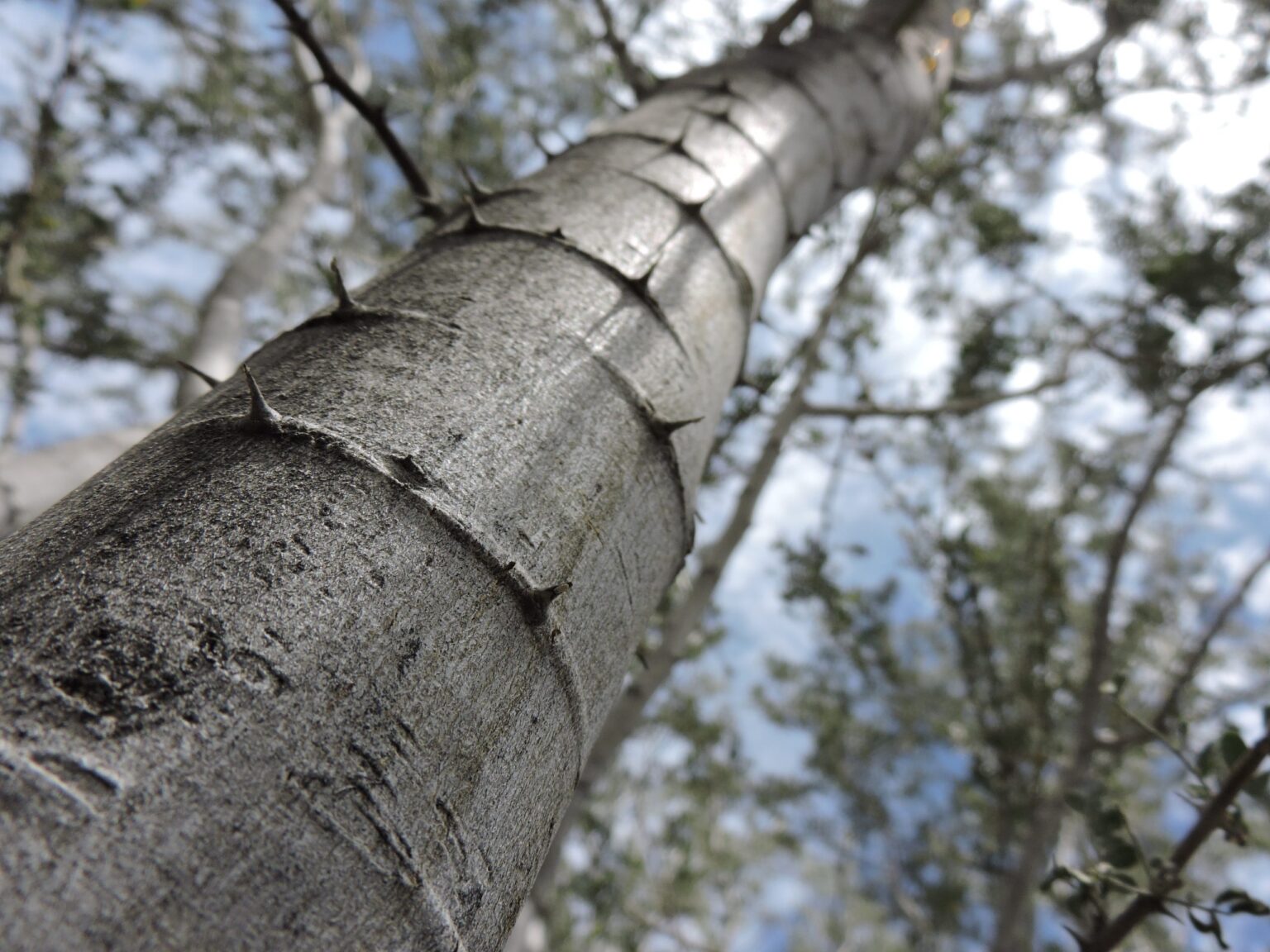 9 Trees with Smooth Bark and How to Identify Them - Wilderness Seeker