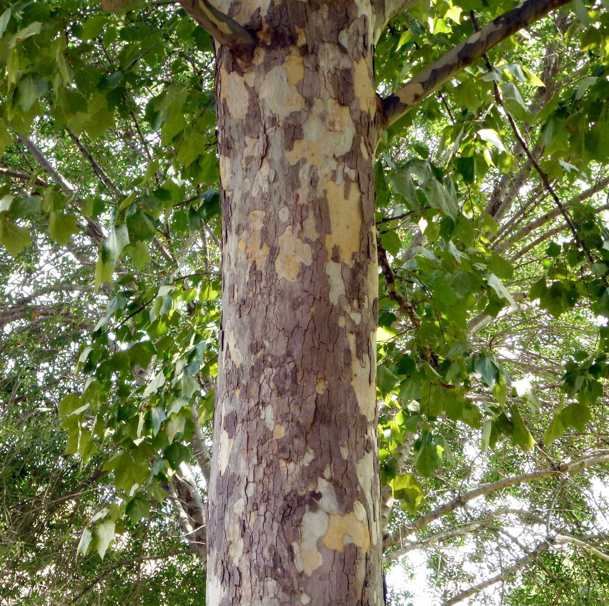 9 Trees with Smooth Bark and How to Identify Them - Wilderness Seeker