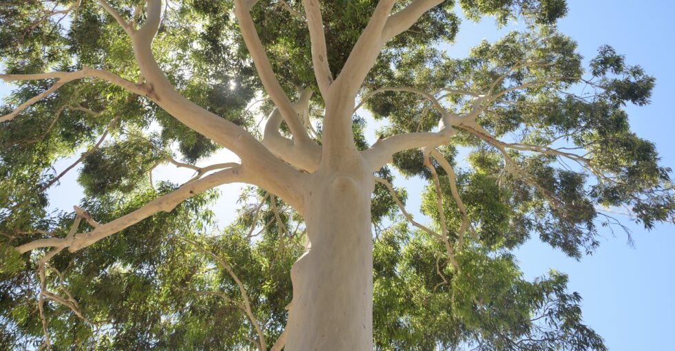 9 Trees with Smooth Bark and How to Identify Them - Wilderness Seeker