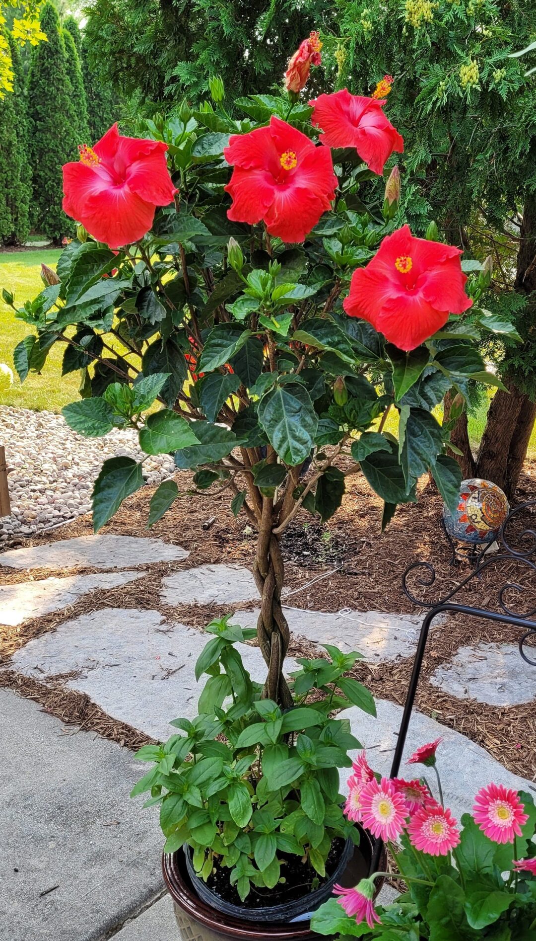 How to Grow and Care For Braided Hibiscus Trees - Wilderness Seeker